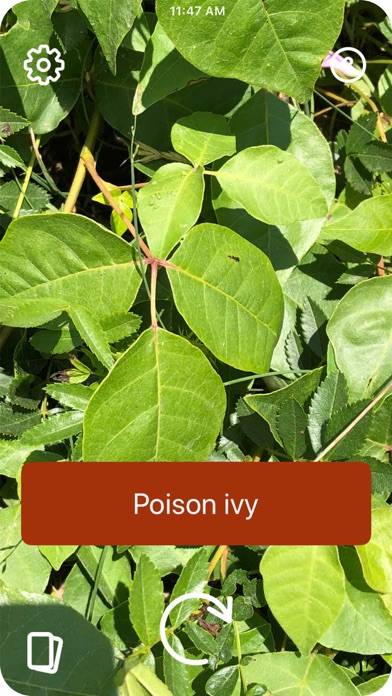 Download Poison Ivy App [Updated Dec 21] | WorldsApps