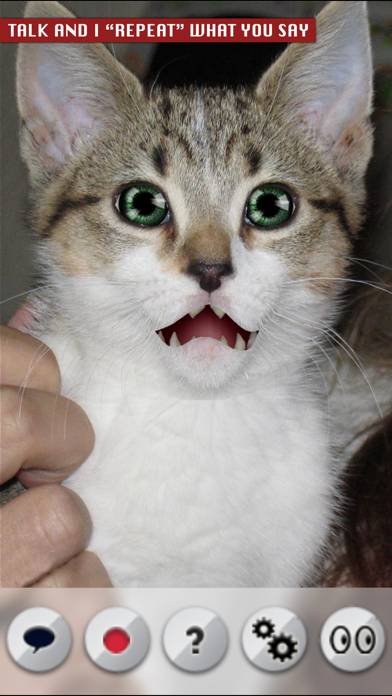 Download Talking Cat App [Updated Nov 16] | WorldsApps